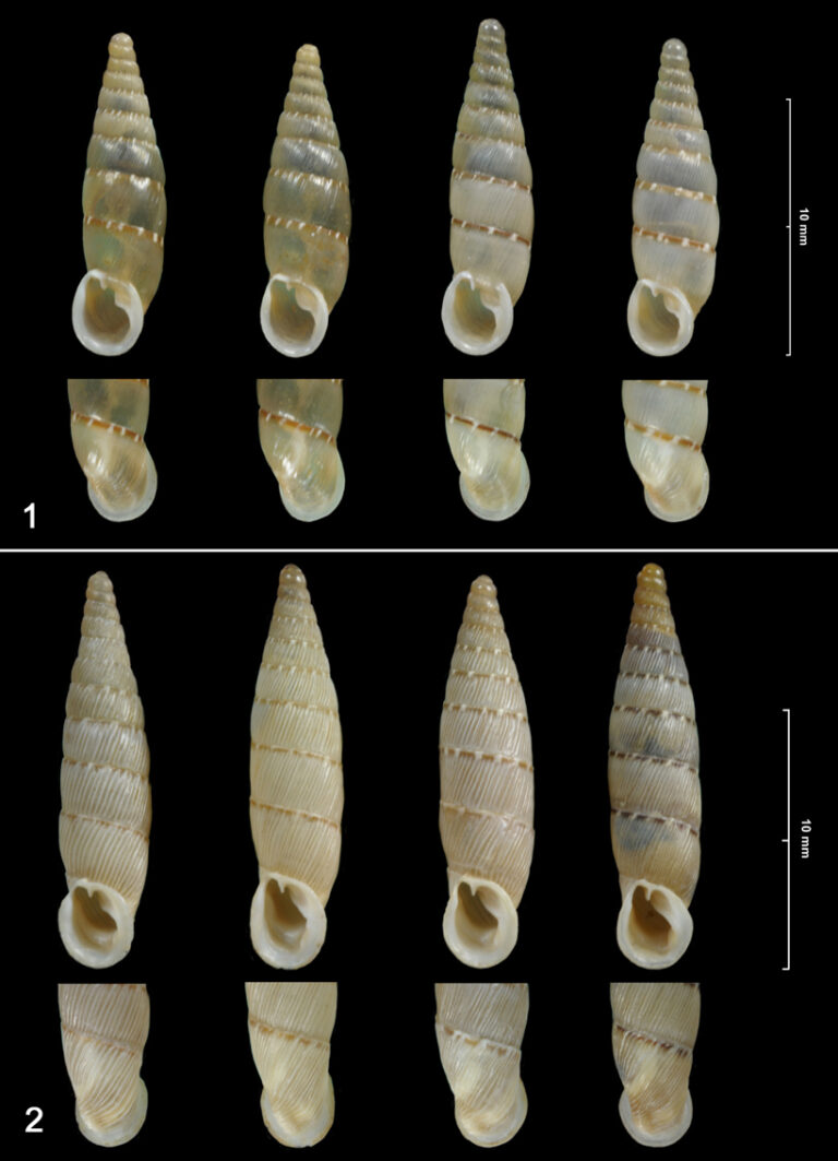 Papillifera papillaris – hnords